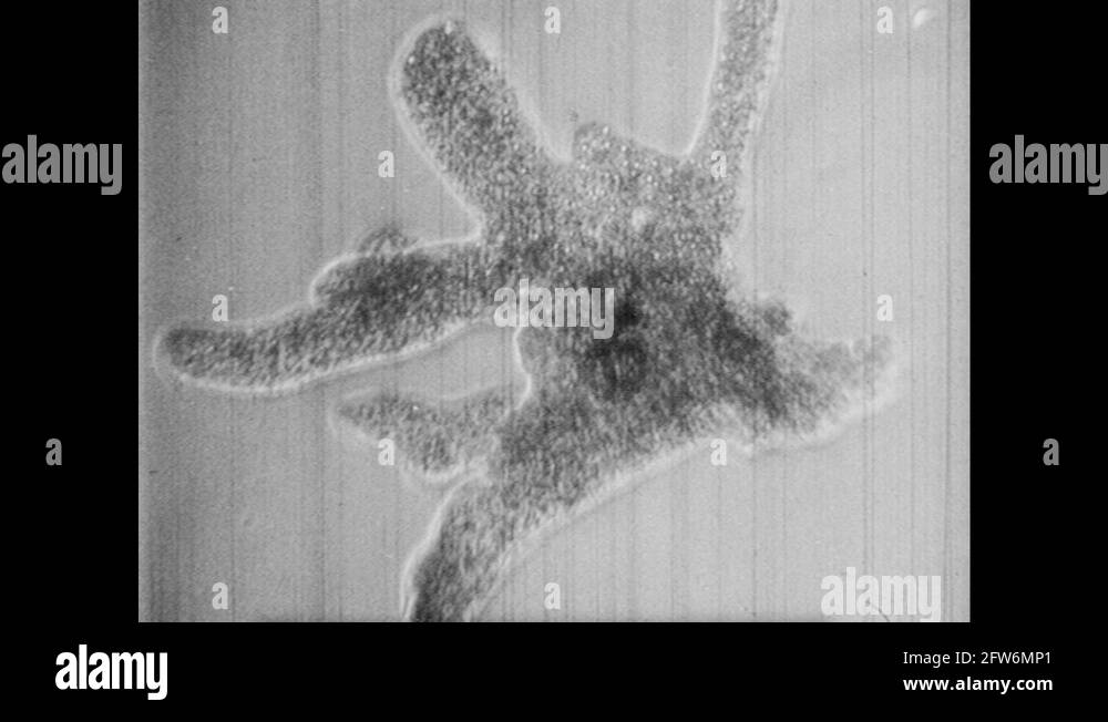 1950s: UNITED STATES: amoeba seen under microscope. Pond water sample ...