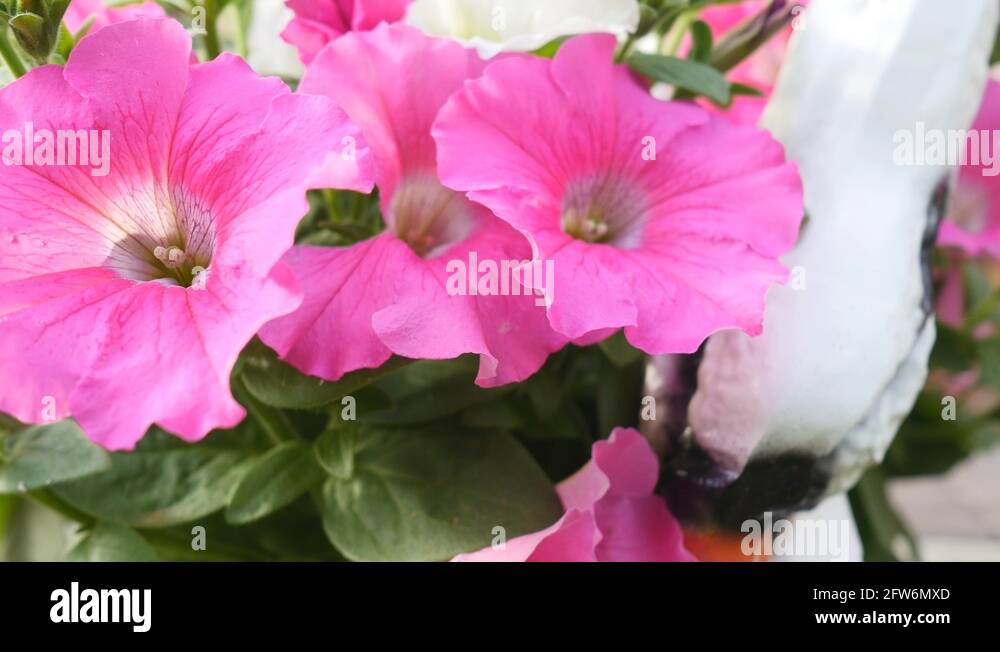 Petunia up close Stock Videos & Footage - HD and 4K Video Clips - Alamy