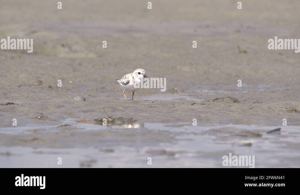 Bird piping Stock Videos & Footage - HD and 4K Video Clips - Alamy