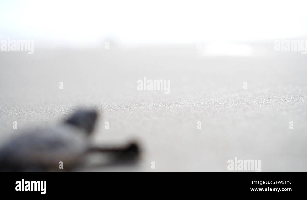 Gray turtle Stock Videos & Footage - HD and 4K Video Clips - Alamy