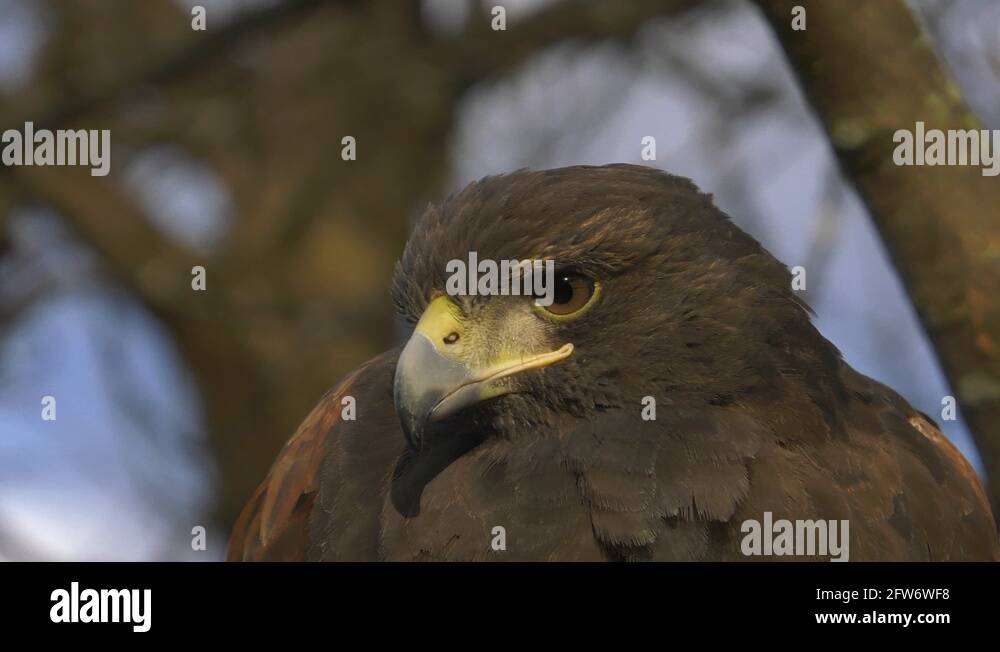harris hawk scanning for prey from tree perch closeup 4k Stock Video ...
