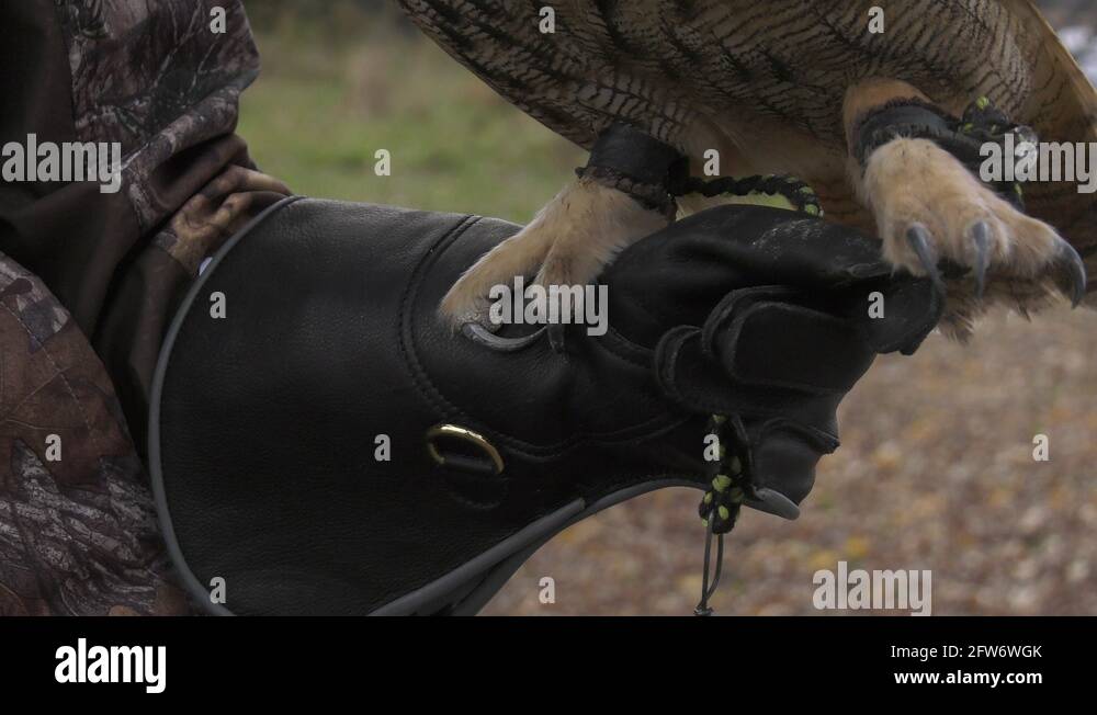 Eurasian eagle owl talons Stock Videos & Footage - HD and 4K Video ...