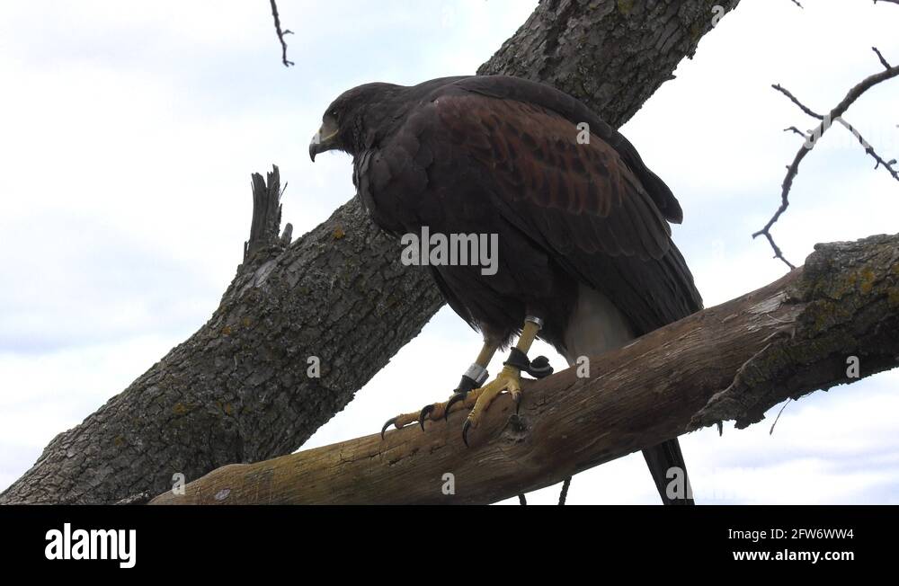 Pet hawk Stock Videos & Footage - HD and 4K Video Clips - Alamy