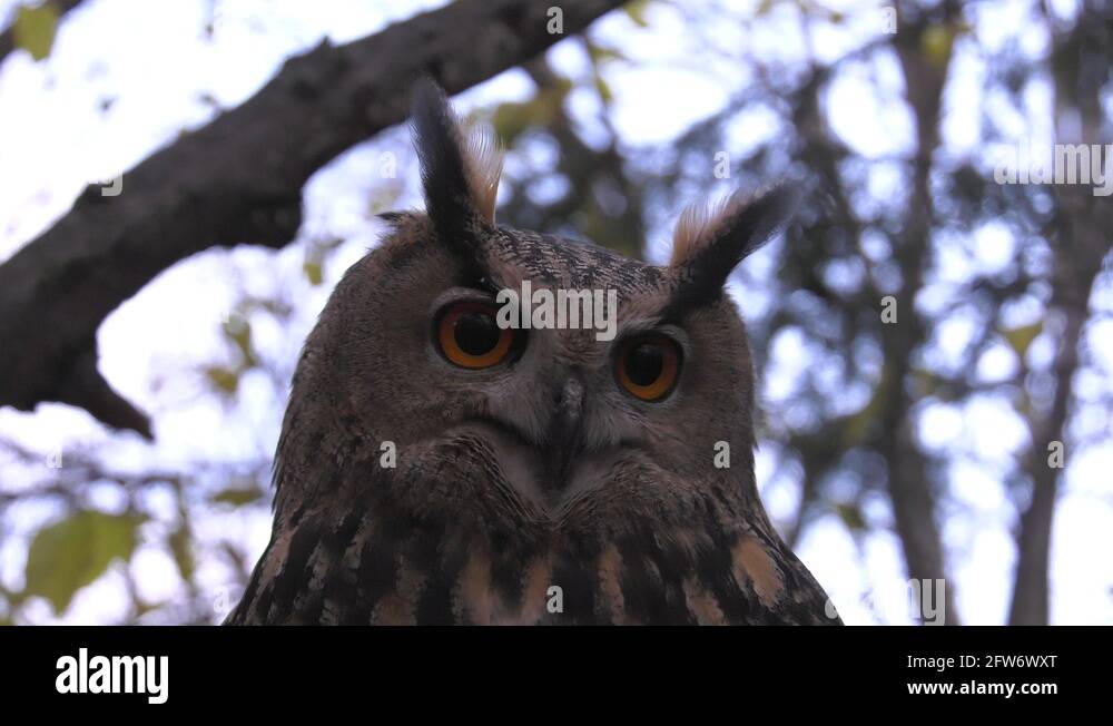 eurasian eagle owl looking down for prey 4k Stock Video Footage - Alamy
