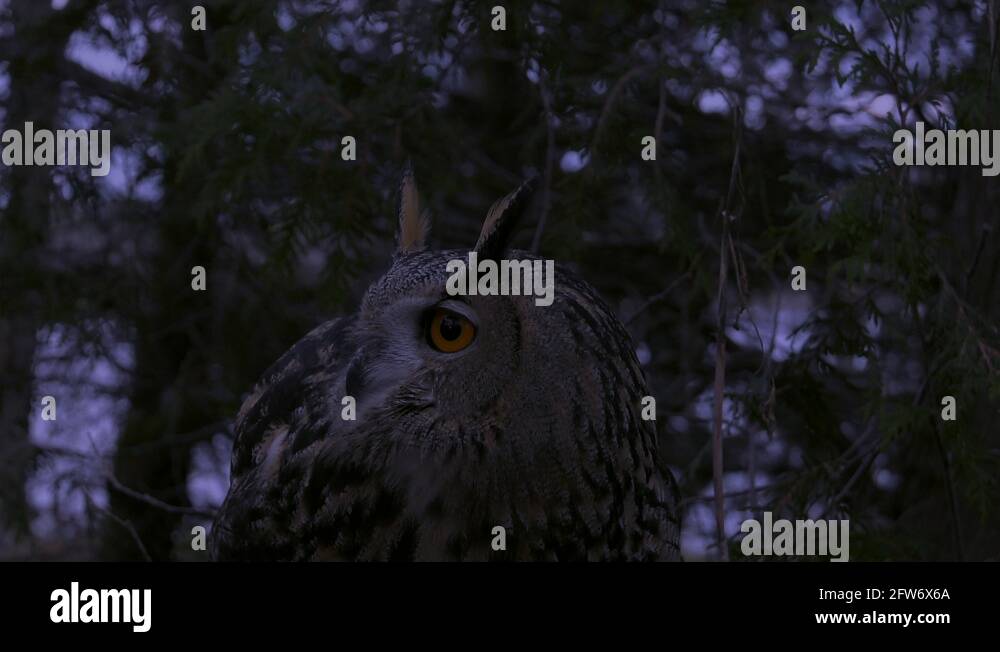 eagle owl hunting at night amazing footage slow motion 4k Stock Video ...