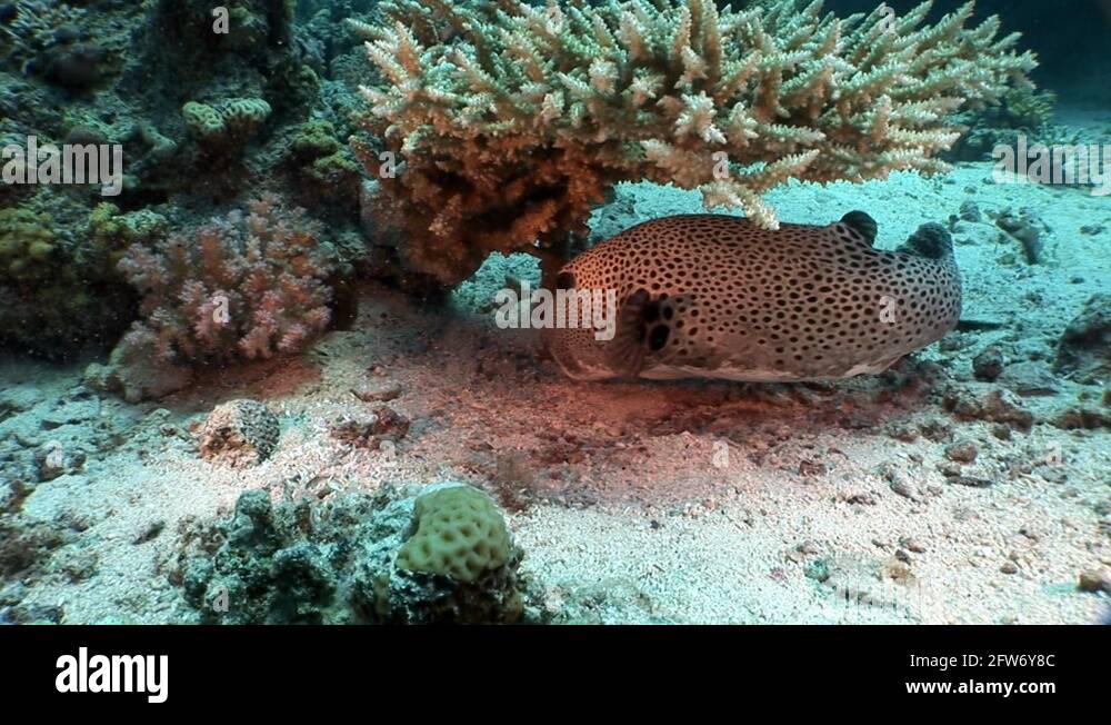 Toothy giant puffer fish Arothron stellatus underwater of Shaab Sharm ...