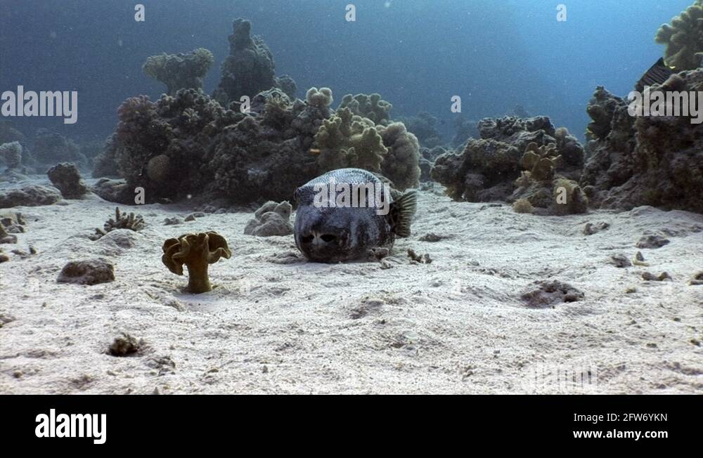 Toothy giant puffer fish Arothron stellatus underwater of Shaab Sharm ...
