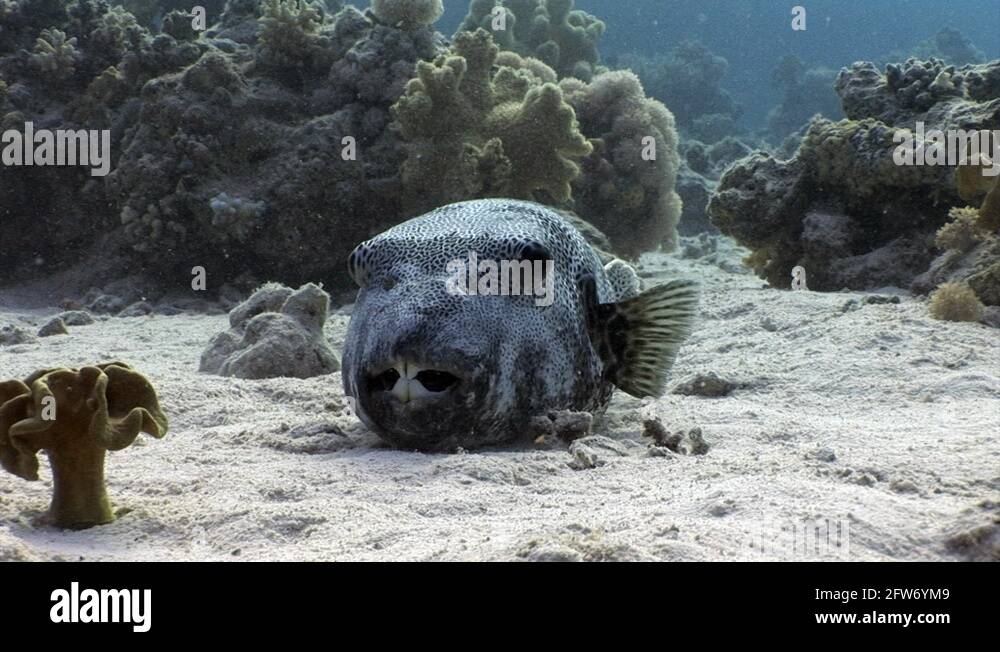 Toothy giant puffer fish Arothron stellatus underwater of Shaab Sharm ...
