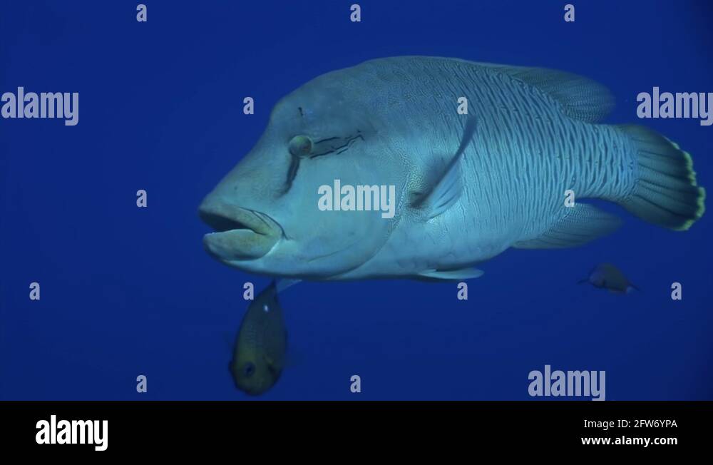 Giant wrasse napoleon fish on dark blue background in Red sea of Egypt ...