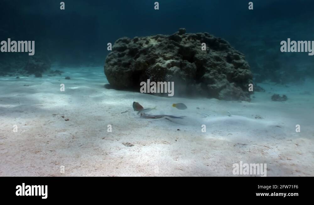 Bluespotted stingray Taeniura Lumma hiding in sand underwater Red sea ...
