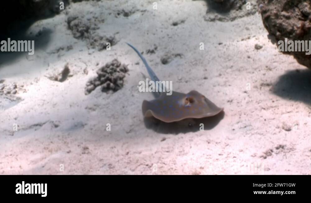 Bluespotted stingray Taeniura Lumma hiding in sand underwater Red sea ...