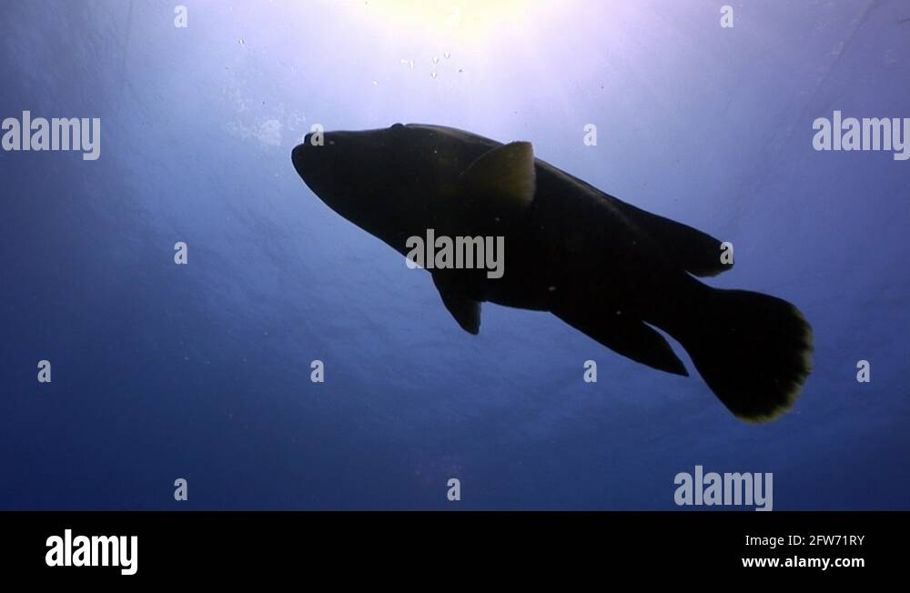 Giant wrasse napoleon fish on dark blue background in Red sea of Egypt ...