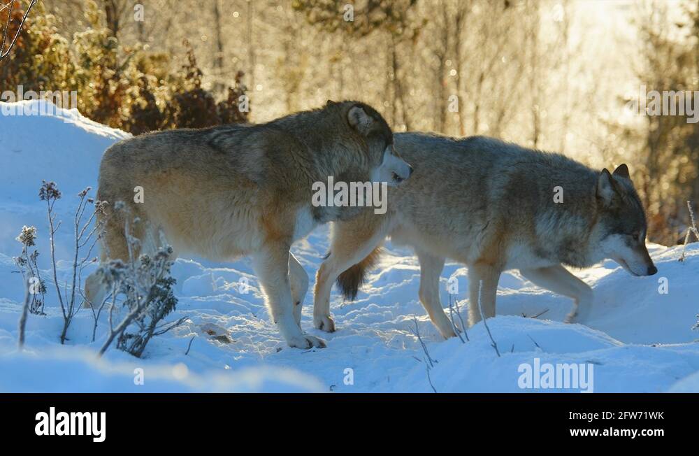 Backlit scenery Stock Videos & Footage - HD and 4K Video Clips - Alamy