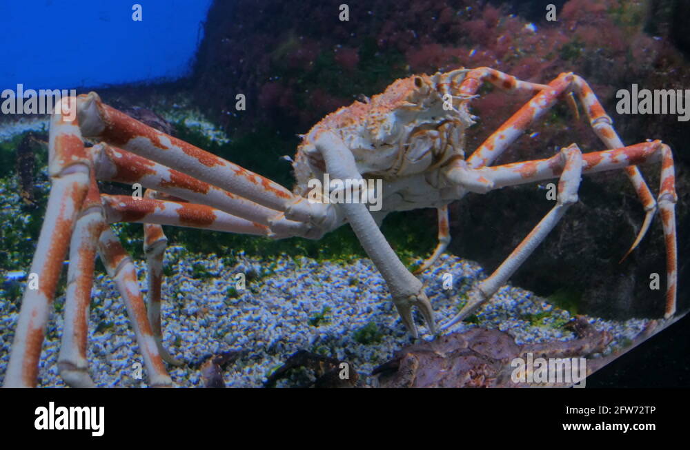 Giant japanese spider crab Stock Videos & Footage - HD and 4K Video ...