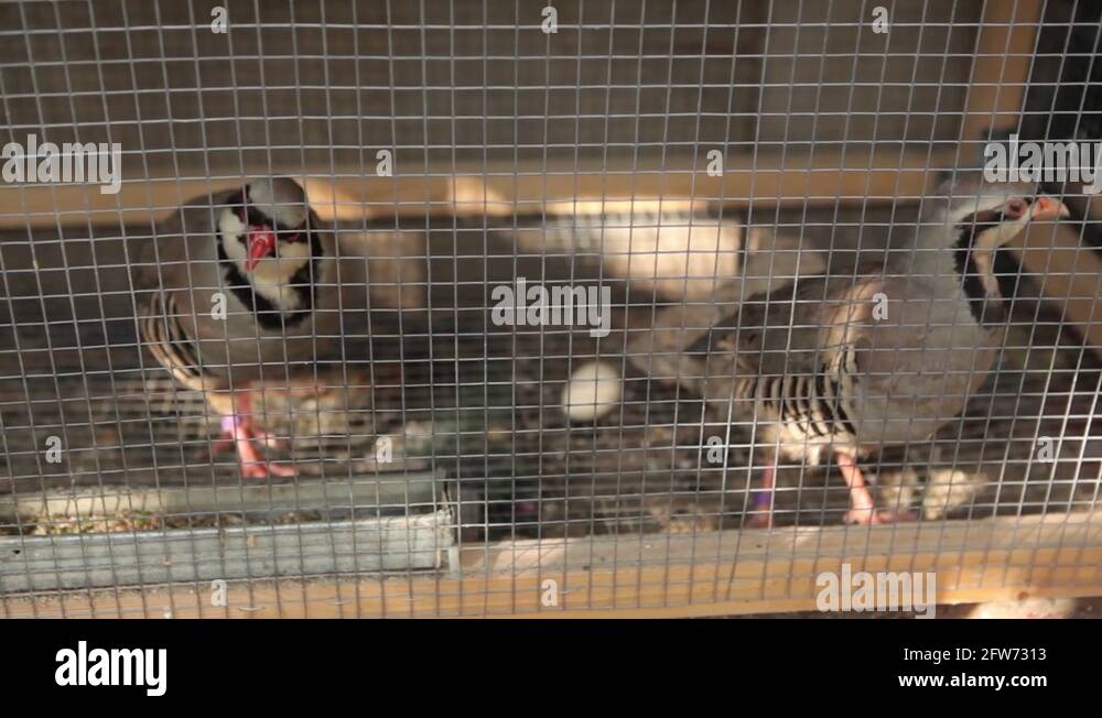 Farm birds silhouette animals Stock Videos & Footage - HD and 4K Video ...