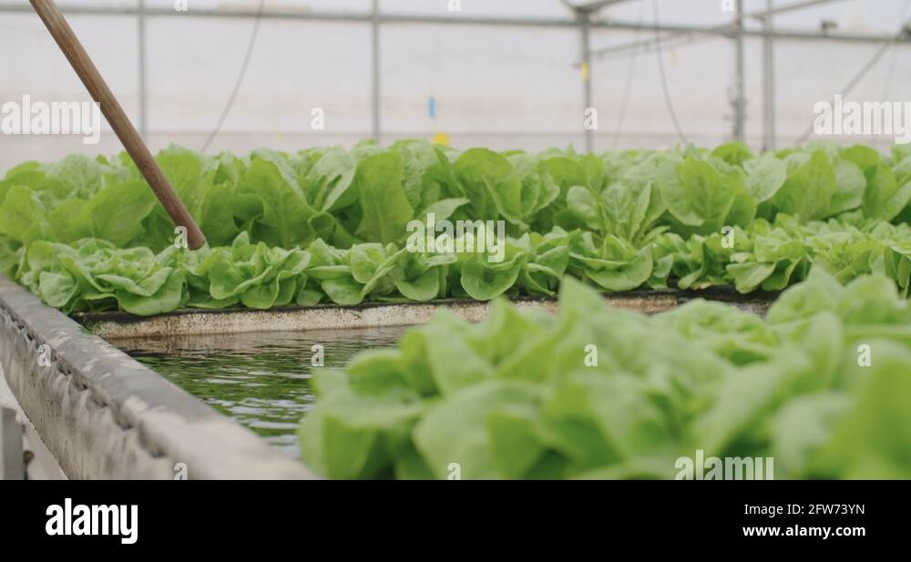 Floating hydroponic Stock Videos & Footage - HD and 4K Video Clips - Alamy