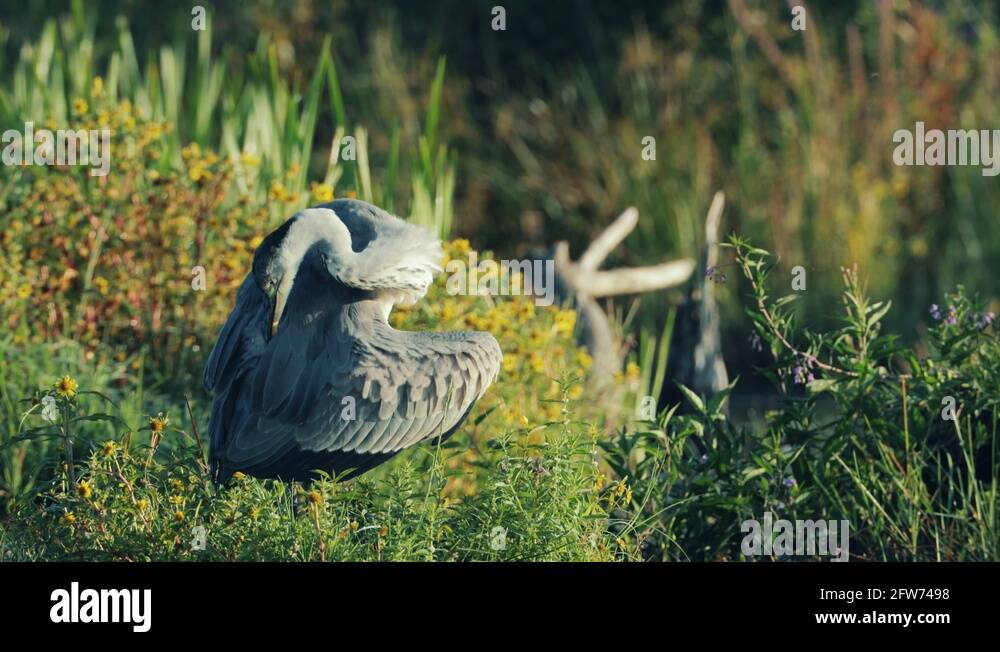 National bird of poland Stock Videos & Footage - HD and 4K Video Clips ...