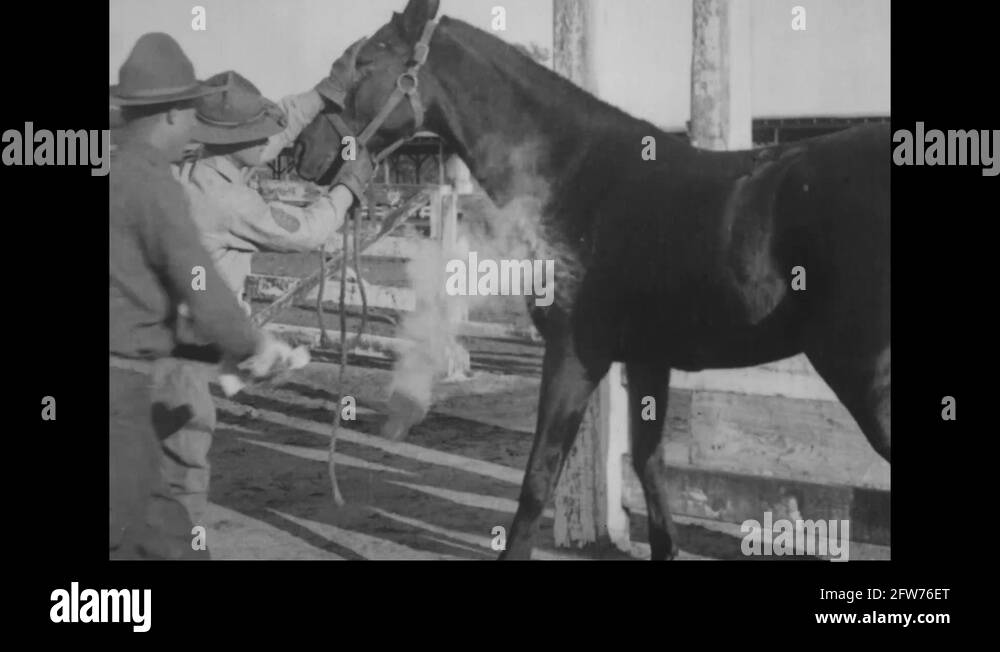 Freeze mark horse Stock Videos & Footage - HD and 4K Video Clips - Alamy