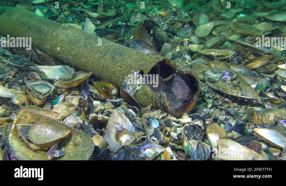 What is in a missile Stock Videos & Footage - HD and 4K Video Clips - Alamy