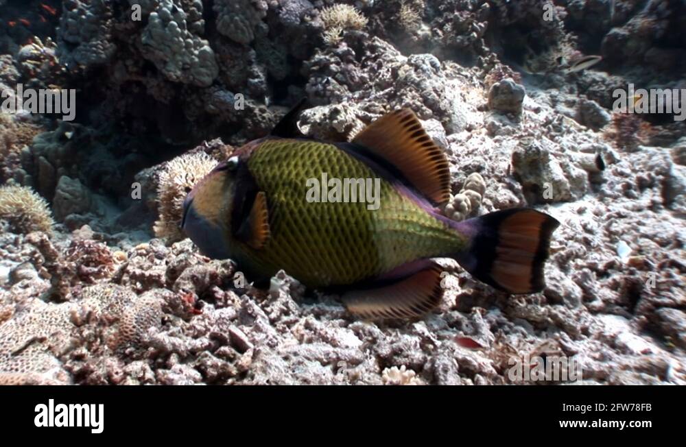 Toothy Balistidae fish Titan Triggerfish underwater Red sea Stock Video ...