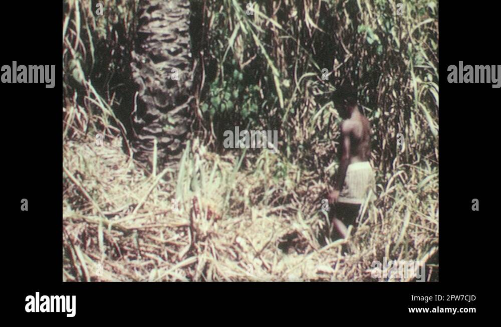 Oil nut tree Stock Videos & Footage - HD and 4K Video Clips - Alamy