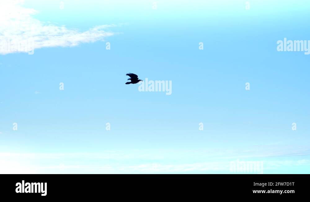 Raven flying illustration Stock Videos & Footage - HD and 4K Video ...