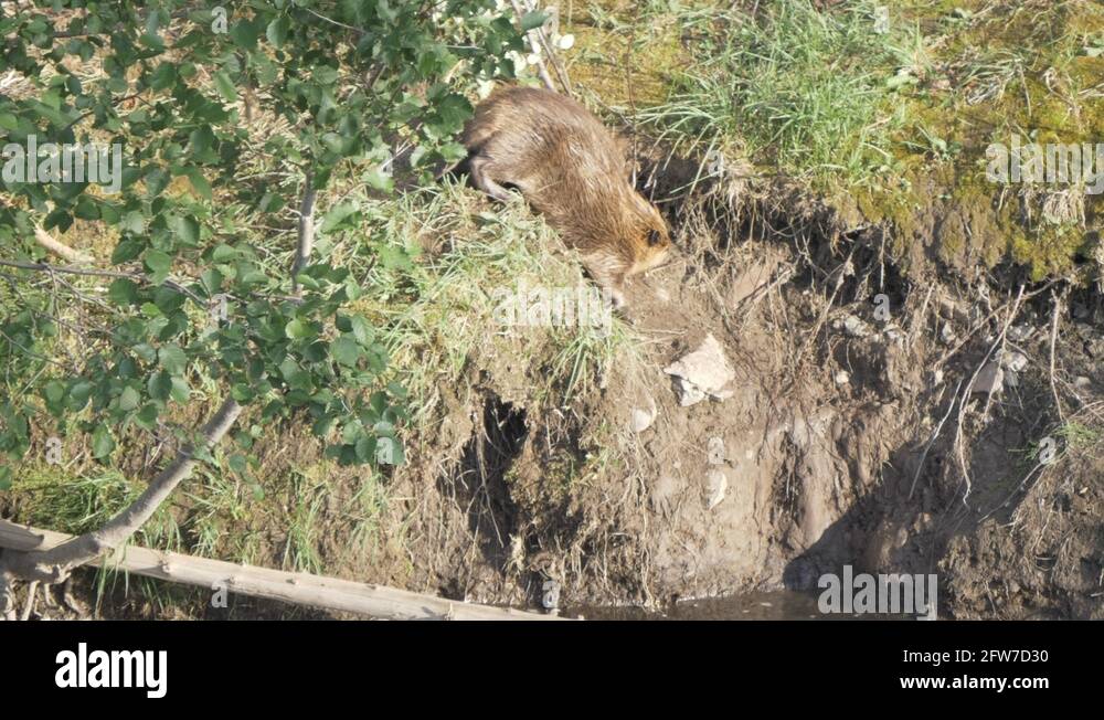 Beaver dragging tree Stock Videos & Footage - HD and 4K Video Clips - Alamy