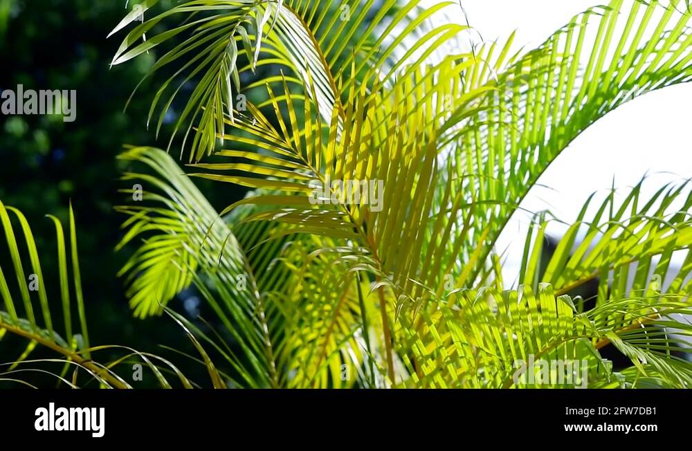 Structure of palm leaves Stock Videos & Footage - HD and 4K Video Clips ...
