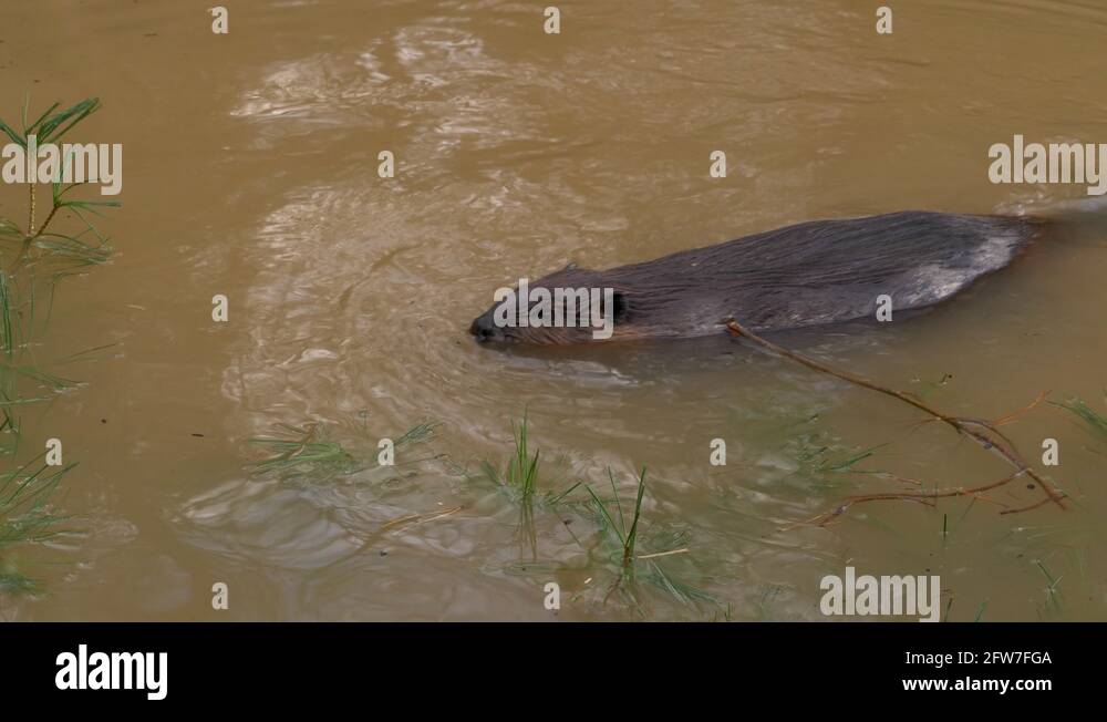 Twigs in water Stock Videos & Footage - HD and 4K Video Clips - Alamy