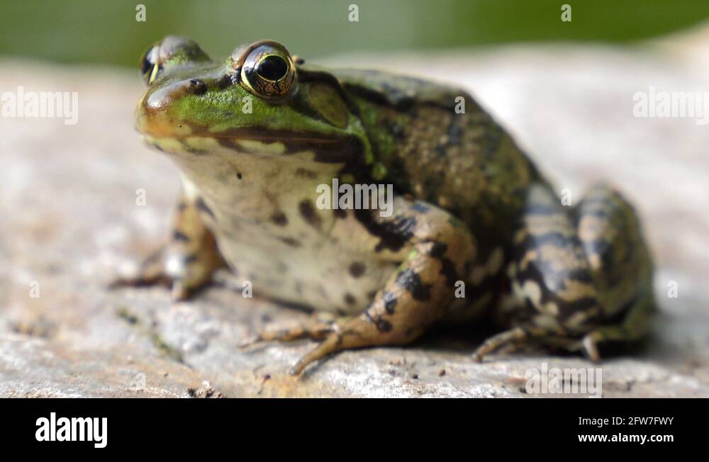 Field frog Stock Videos & Footage - HD and 4K Video Clips - Alamy