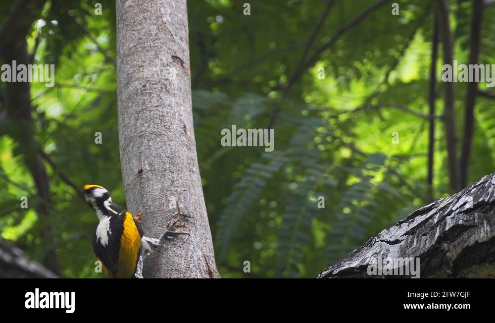 Woodpecker of sri lanka Stock Videos & Footage - HD and 4K Video Clips ...