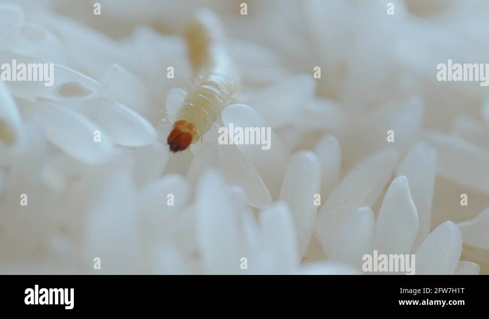 worm, caterpillar, grub, larva, maggot of food moth Stock Video Footage ...