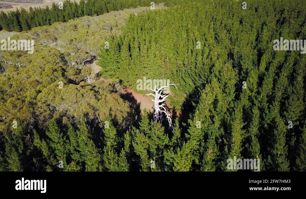 Tree plantation for timber Stock Videos & Footage - HD and 4K Video ...