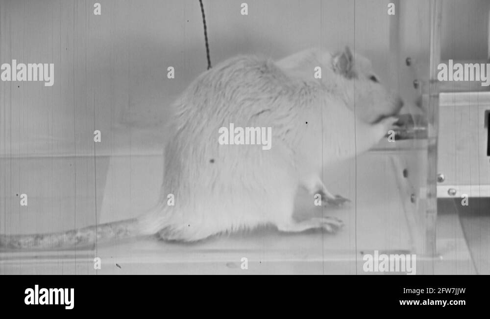 1970s Science Experiment Laboratory Rat Reward Vintage Film Educational ...