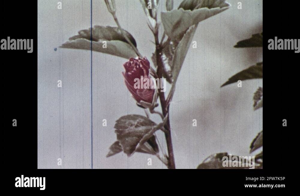 1950s: Hibiscus flower opens in time lapse. White flower opens in time ...