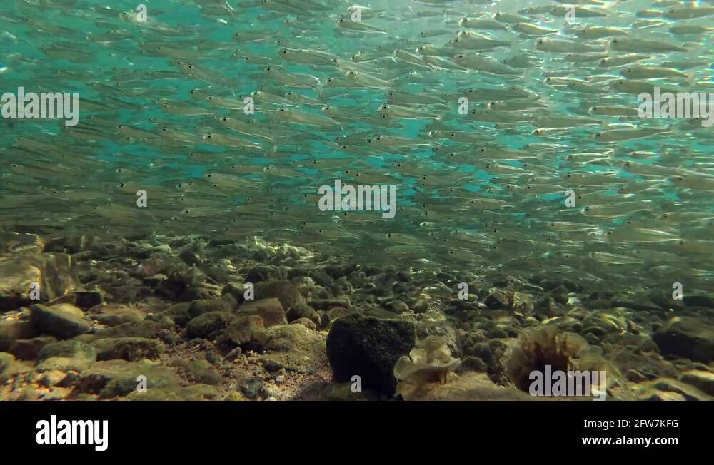 Big school of fish, Red sea, Dahab, Sinai Peninsula, Egypt Stock Video ...