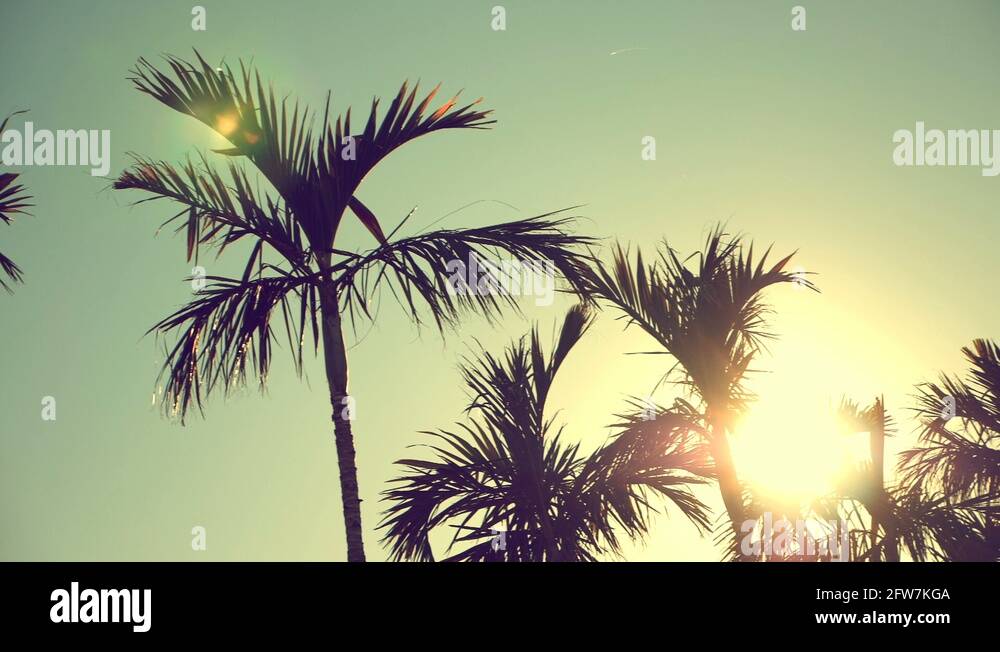 Nature sky sun beam trees Stock Videos & Footage - HD and 4K Video ...