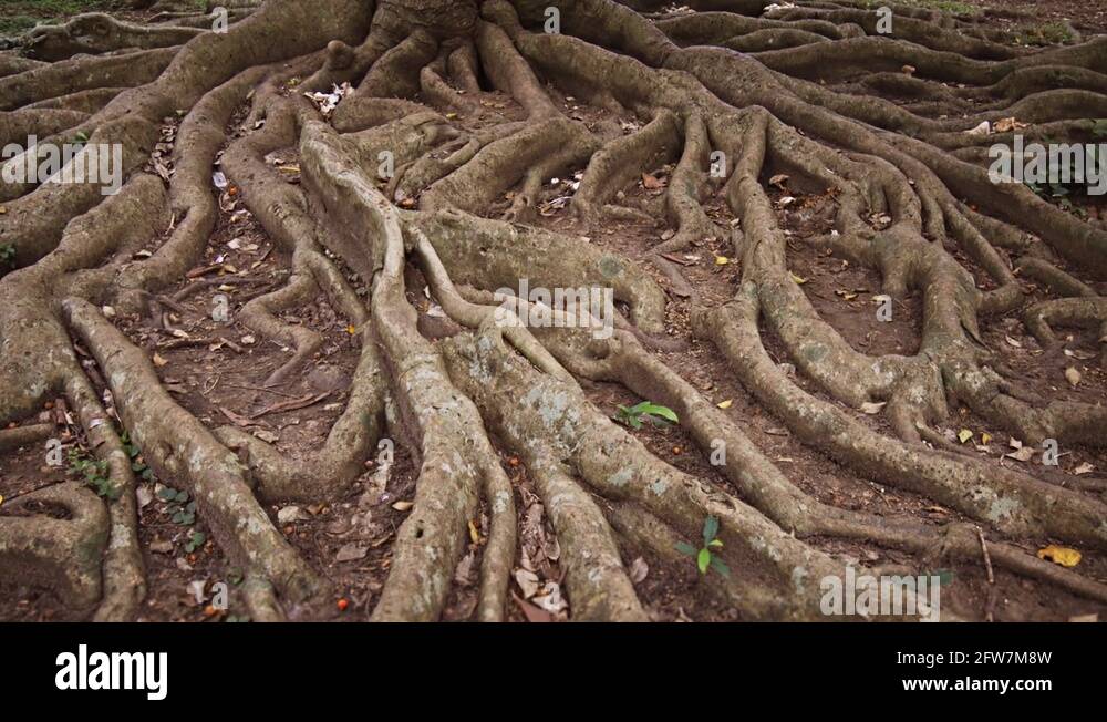 Tree roots of a fig tree Stock Videos & Footage - HD and 4K Video Clips ...