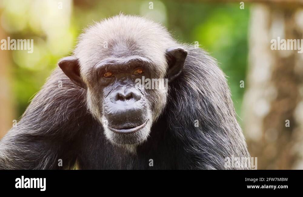Monkey poses Stock Videos & Footage - HD and 4K Video Clips - Alamy