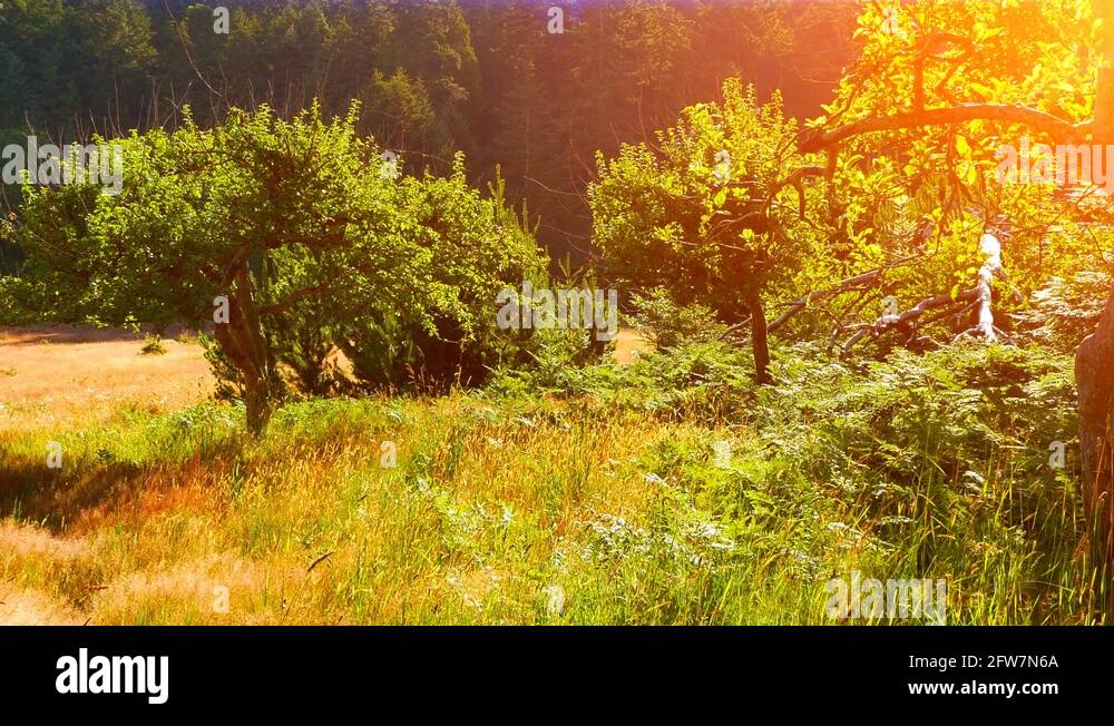 Sunlight park Stock Videos & Footage - HD and 4K Video Clips - Alamy