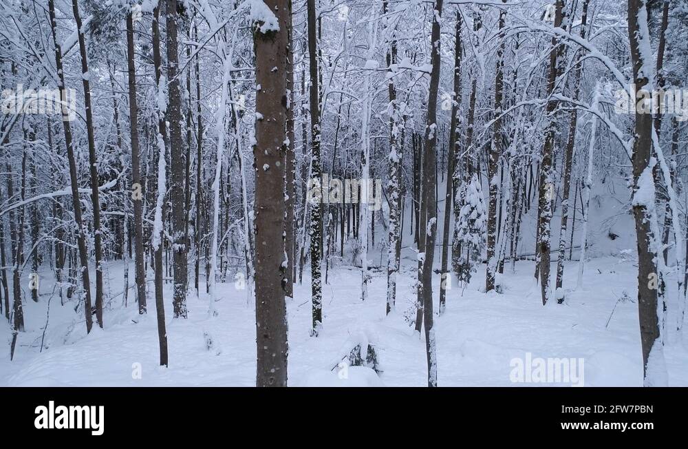 Low deciduous forest Stock Videos & Footage - HD and 4K Video Clips - Alamy