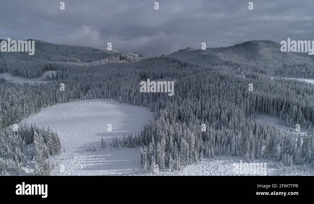 Dense fir tree Stock Videos & Footage - HD and 4K Video Clips - Alamy