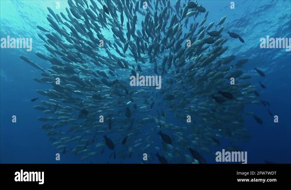 Tornado of jack fish Stock Videos & Footage - HD and 4K Video Clips - Alamy