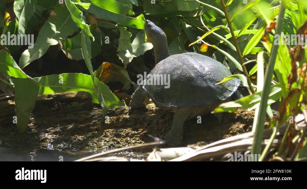 Green turtle costa rica Stock Videos & Footage - HD and 4K Video Clips ...