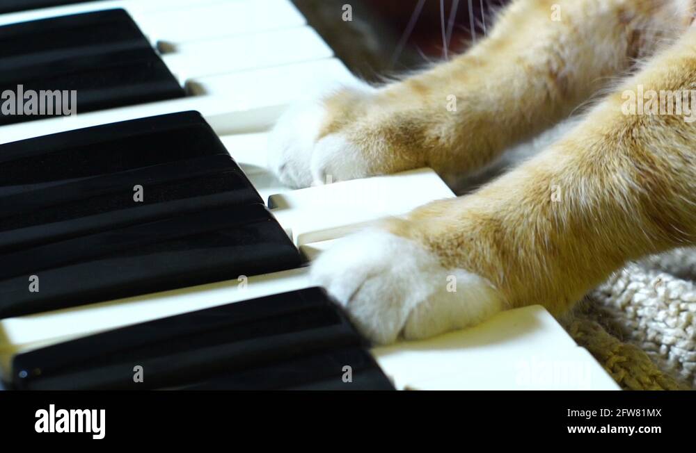 Animal playing piano Stock Videos & Footage - HD and 4K Video Clips - Alamy