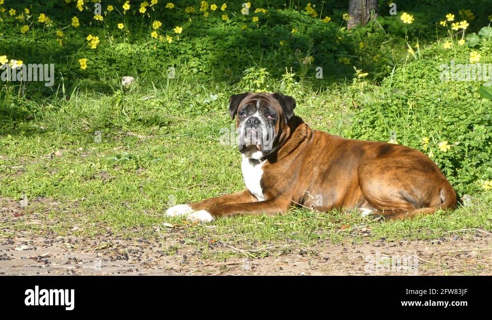 Brindle boxer Stock Videos & Footage - HD and 4K Video Clips - Alamy
