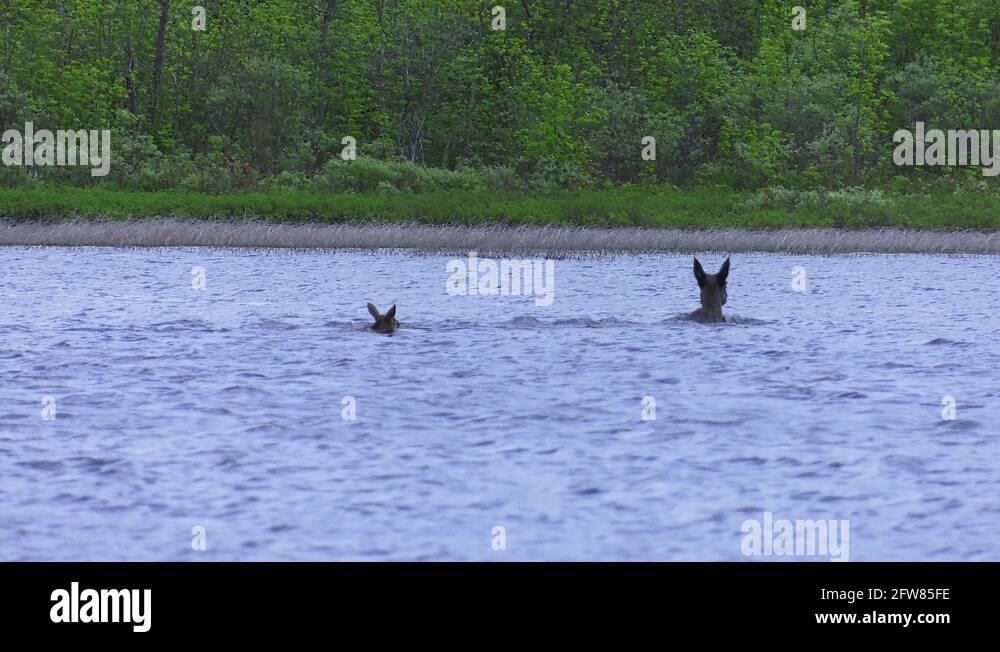 Cow boat Stock Videos & Footage - HD and 4K Video Clips - Alamy
