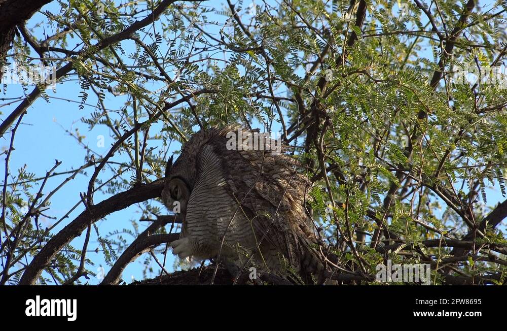 Sharp claws Stock Videos & Footage - HD and 4K Video Clips - Alamy