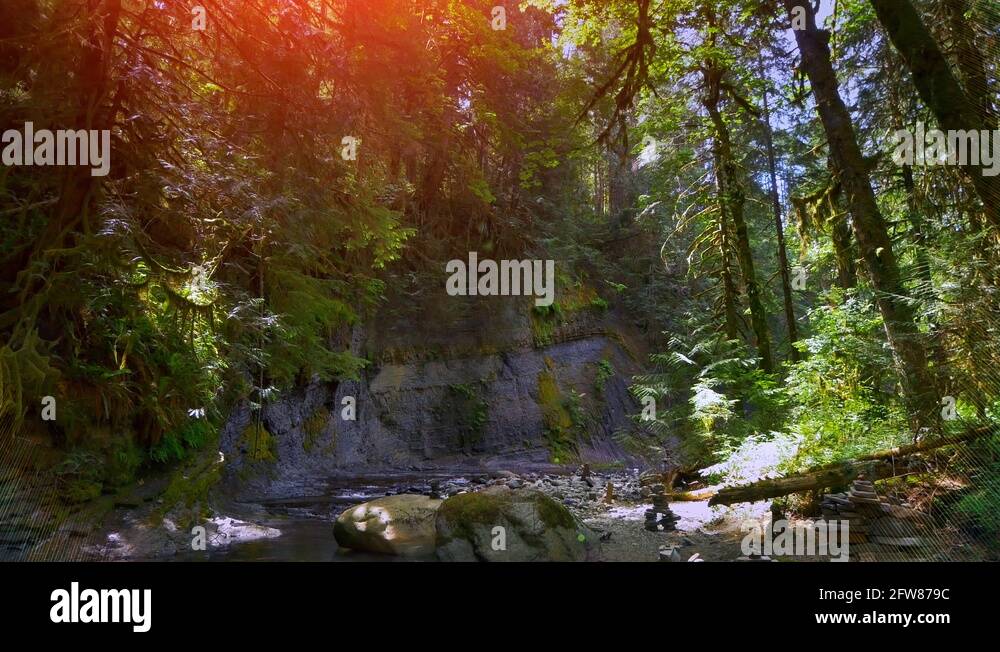 Pacific west coast forest Stock Videos & Footage - HD and 4K Video ...