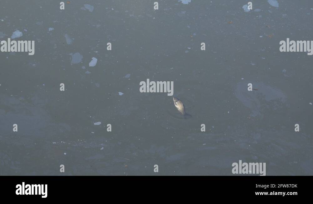 Oxygen deprivation Stock Videos & Footage - HD and 4K Video Clips - Alamy